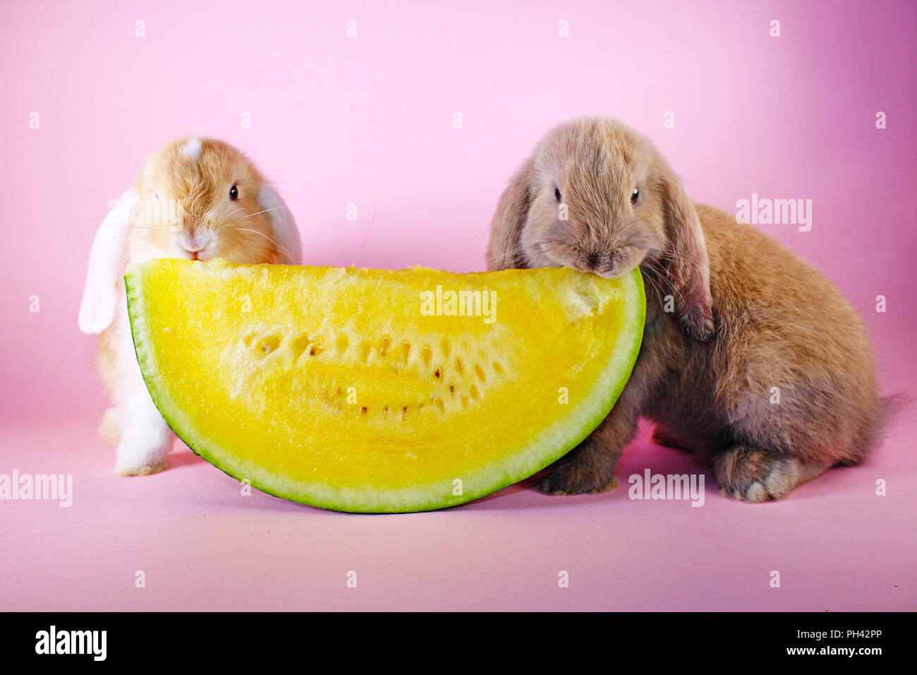 Cute bunny rabbit kit on colorful studio background. Funny lop Stock ...