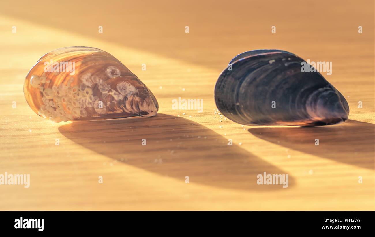 Two bivalve hi-res stock photography and images - Alamy