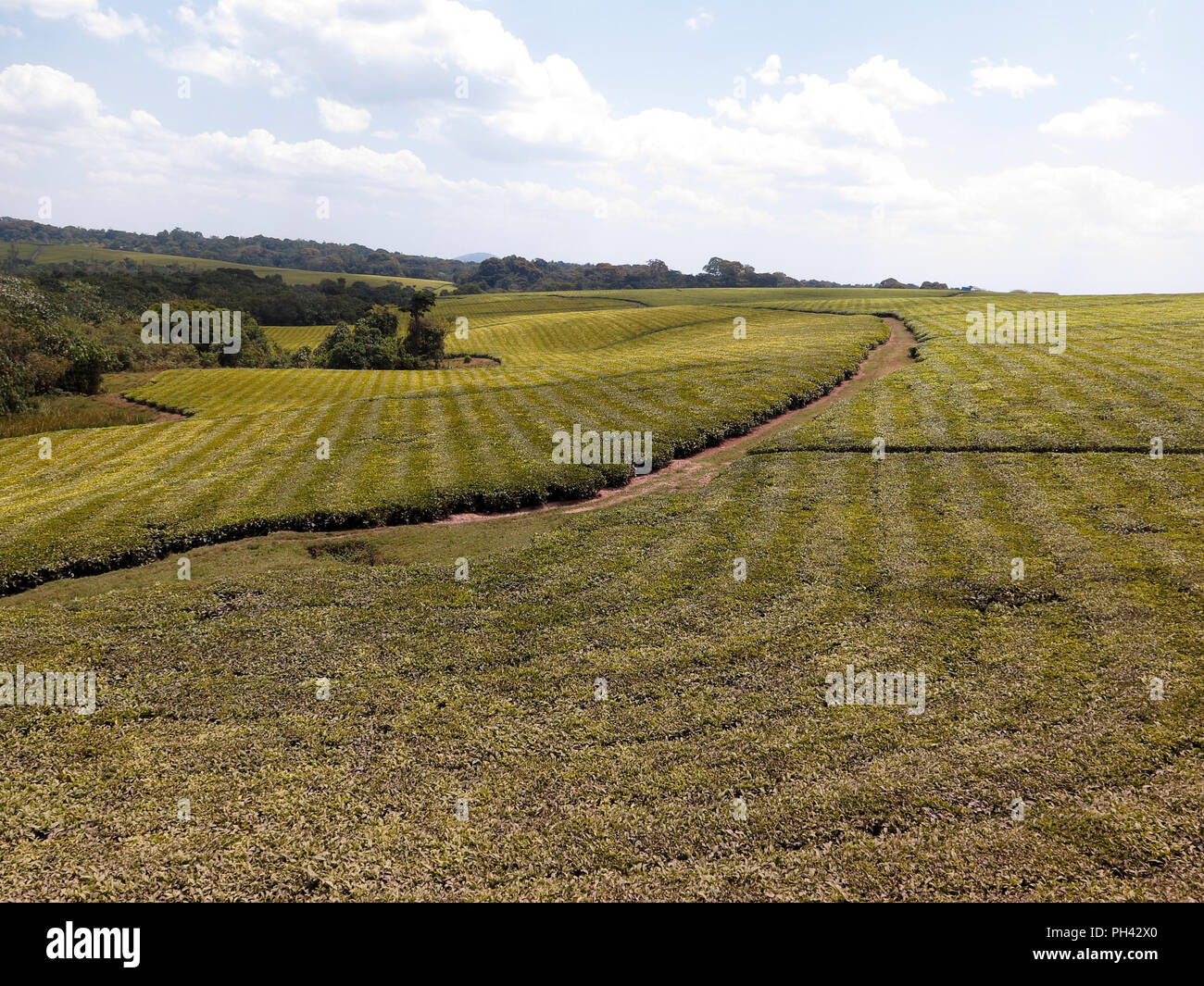 Tea Plantations, Uganda, August 2018 Stock Photo - Alamy