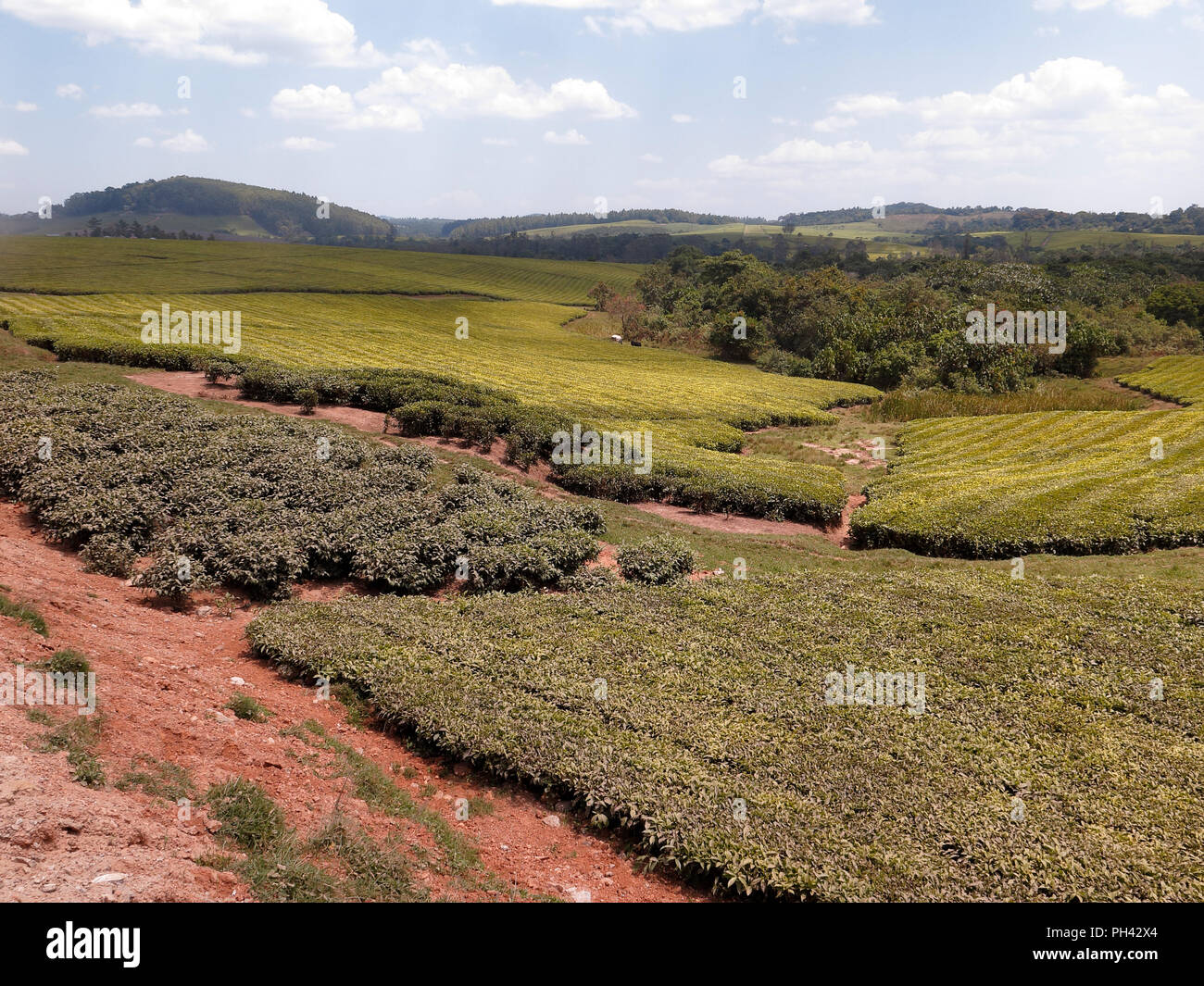 Tea Plantations, Uganda, August 2018 Stock Photo - Alamy