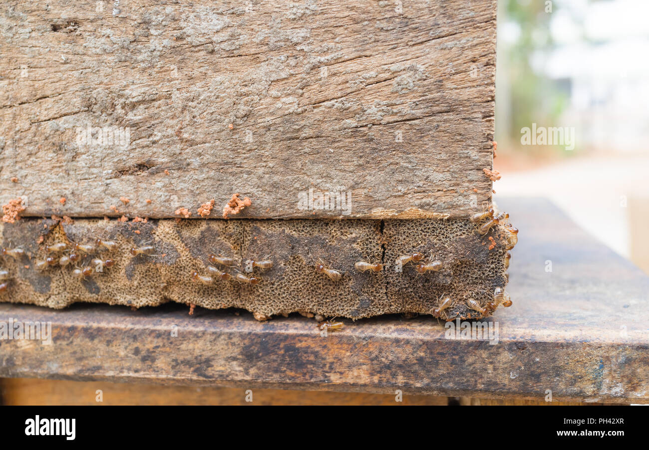 Close up termites or white ants, Termites are eusocial insects that are ...