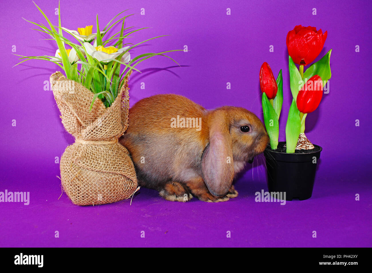 Cute bunny rabbit kit on colorful studio background. Funny lop Stock ...