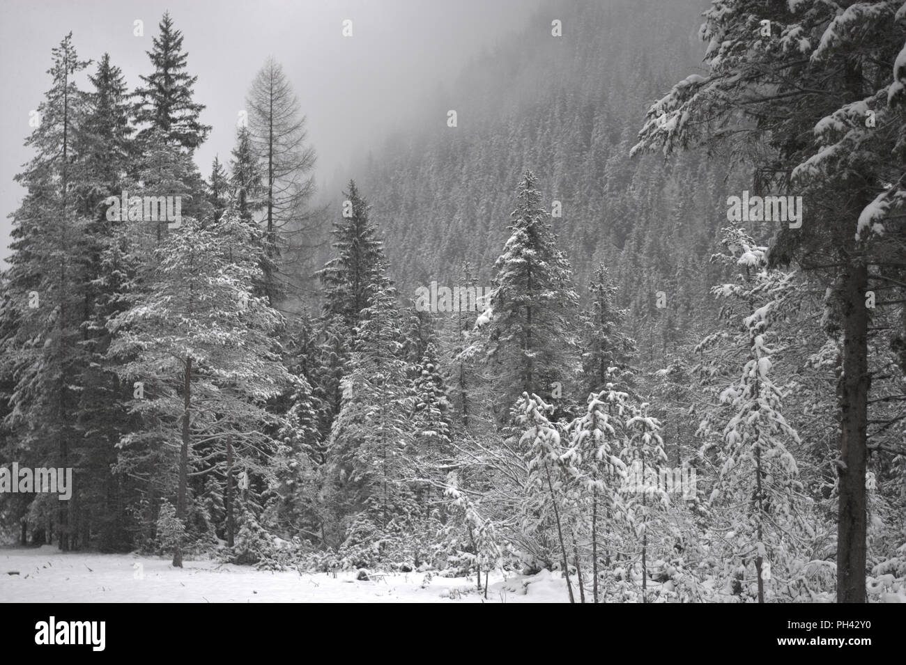 beautiful snowy landscapes in the mountains during a snowfall Stock ...