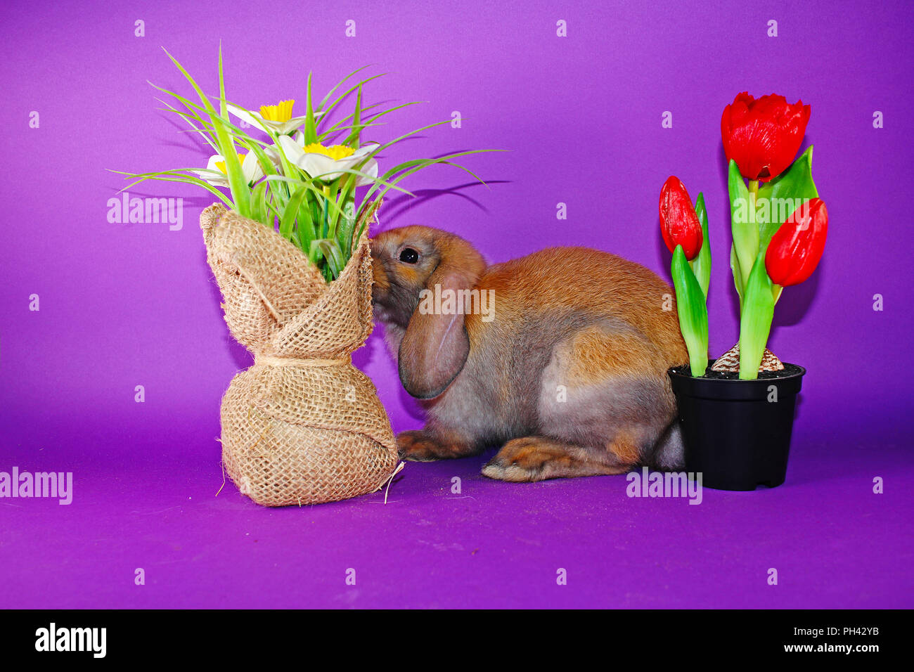 Cute bunny rabbit kit on colorful studio background. Funny lop Stock ...