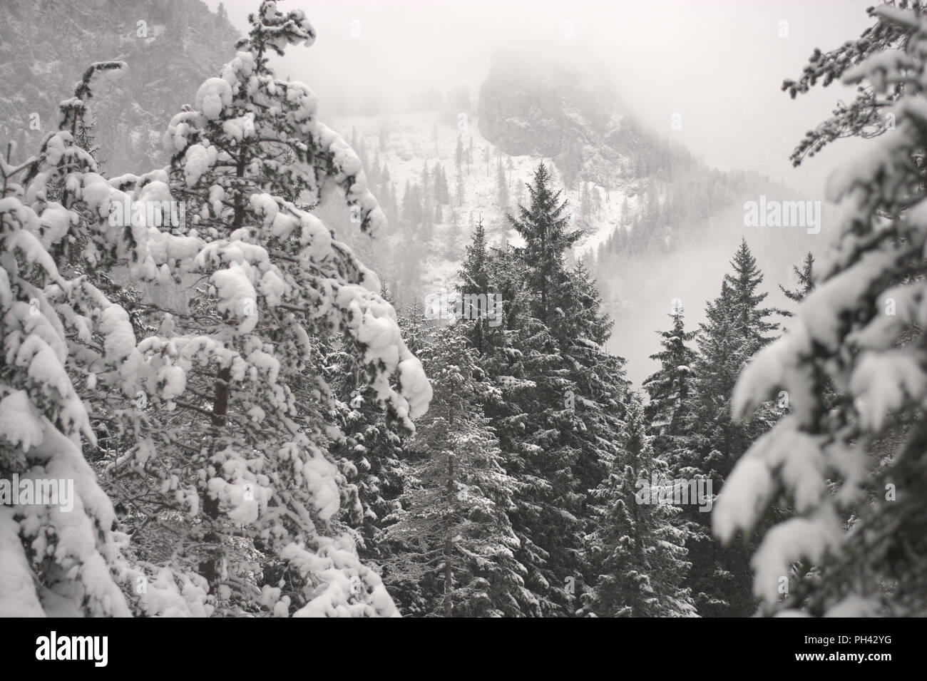 beautiful snowy landscapes in the mountains during a snowfall Stock ...
