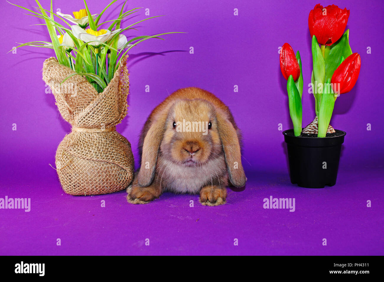 Cute bunny rabbit kit on colorful studio background. Funny lop Stock ...