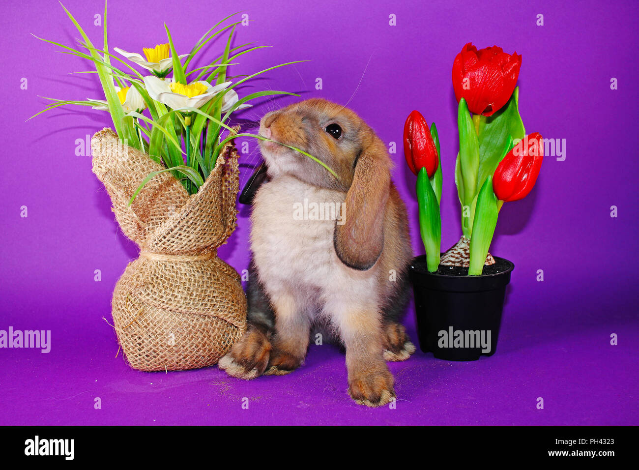 Cute bunny rabbit kit on colorful studio background. Funny lop Stock ...