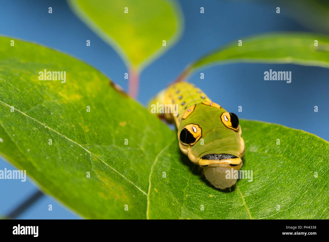 Spicebush Swallowtail Caterpillar (Papilio troilus Stock Photo - Alamy