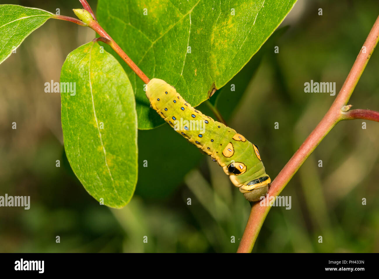 Spicebush Swallowtail Caterpillar (Papilio troilus Stock Photo - Alamy