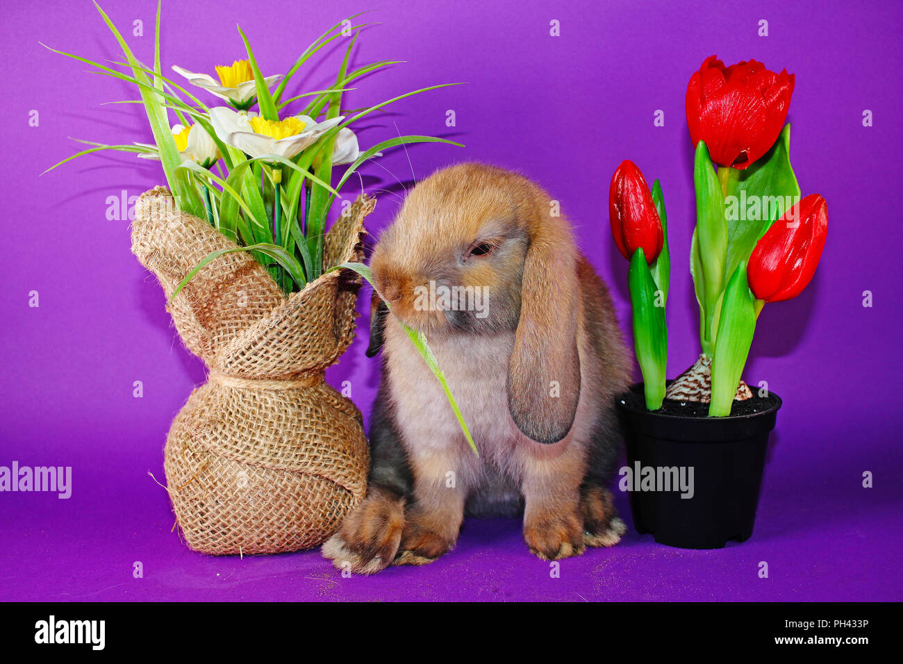 Cute bunny rabbit kit on colorful studio background. Funny lop Stock ...