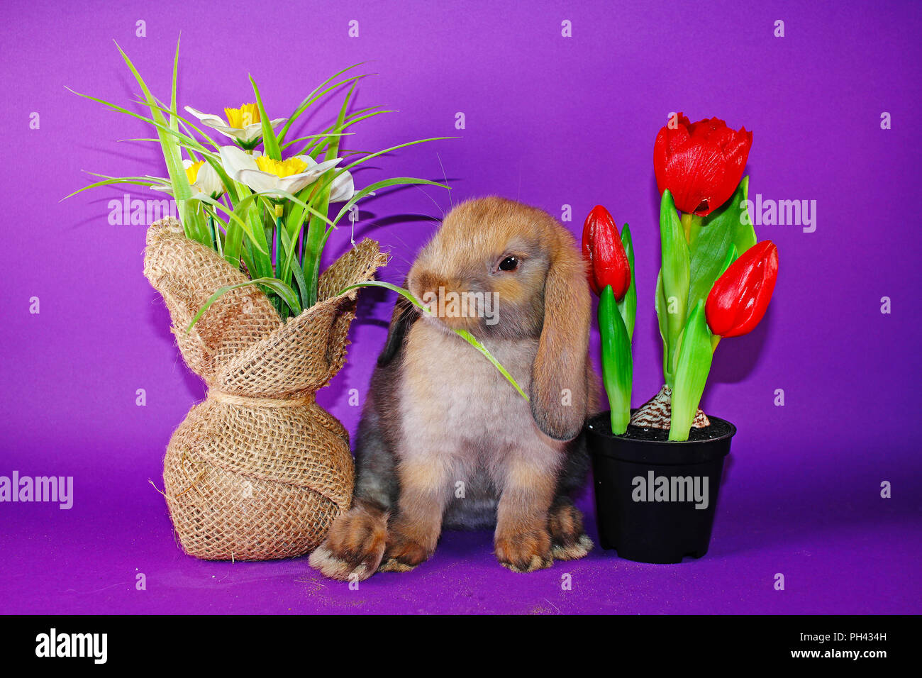 Cute bunny rabbit kit on colorful studio background. Funny lop Stock ...