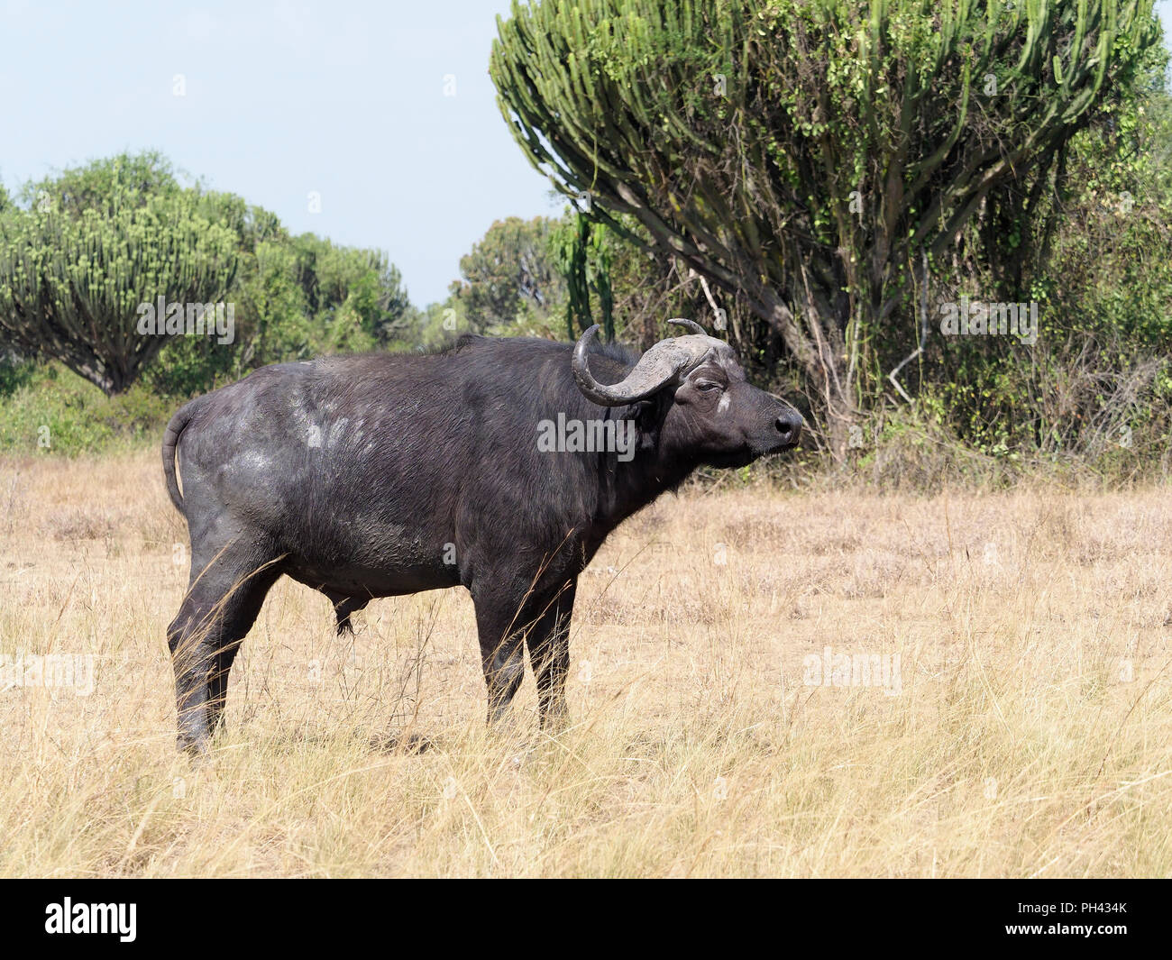 African buffalo, Syncerus caffer, Single mammal on grass, Uganda ...