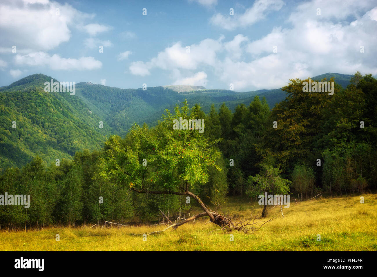 the apple tree and the sky Stock Photo - Alamy