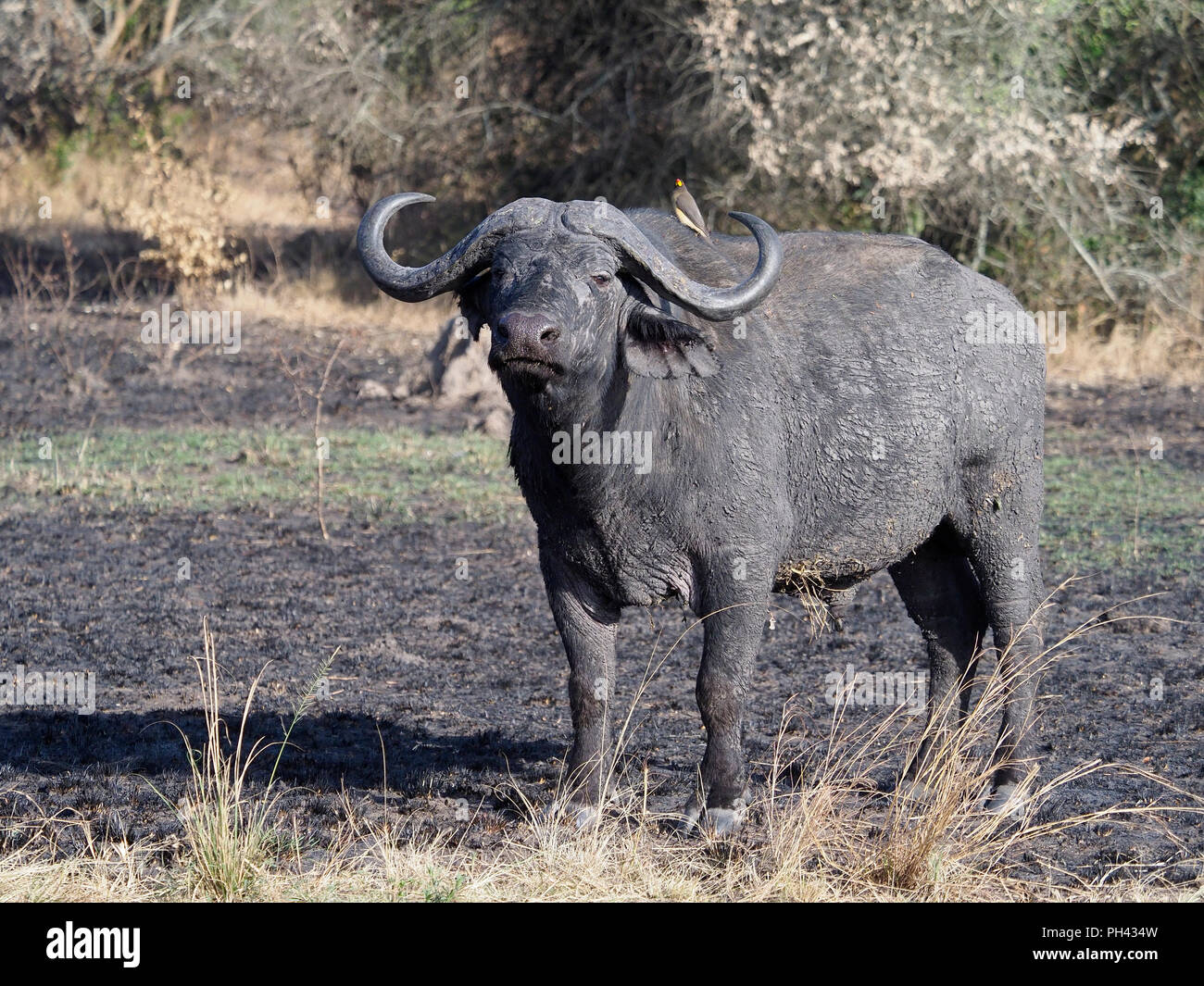 African buffalo, Syncerus caffer, Single mammal on grass, Uganda ...