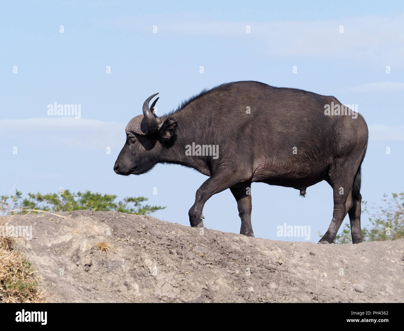 African buffalo, Syncerus caffer, Single mammal on grass, Uganda ...