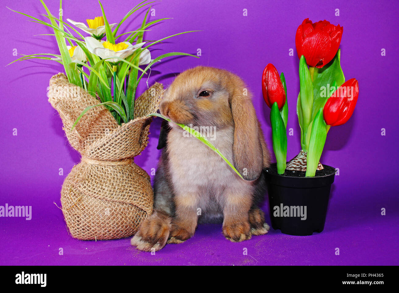 Cute bunny rabbit kit on colorful studio background. Funny lop Stock ...