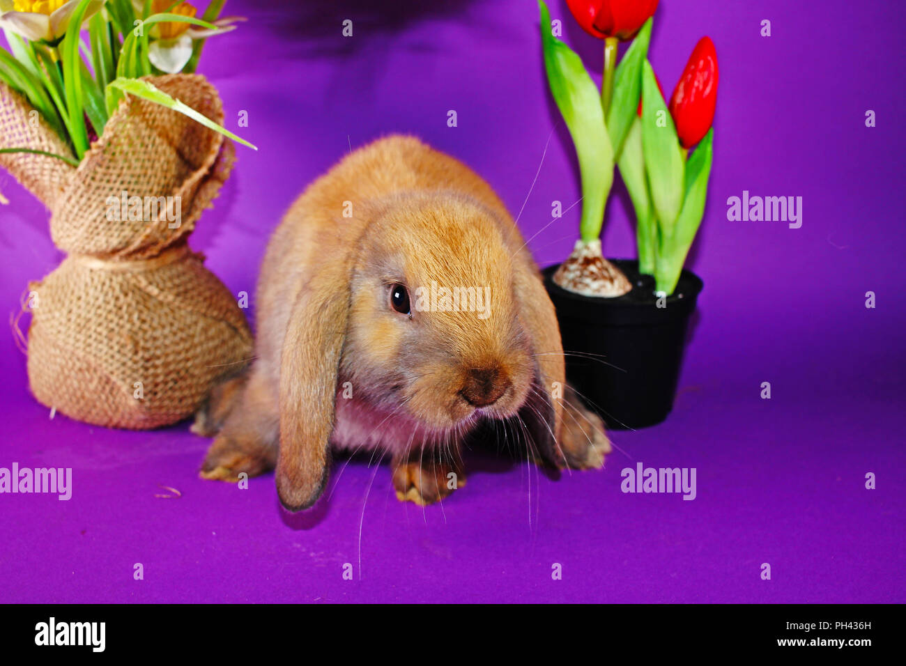 Cute bunny rabbit kit on colorful studio background. Funny lop Stock ...