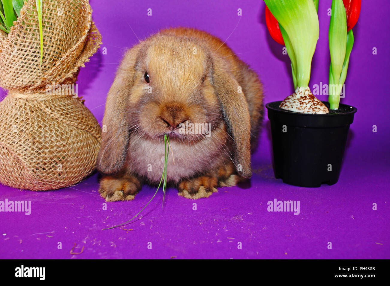 Cute bunny rabbit kit on colorful studio background. Funny lop Stock ...