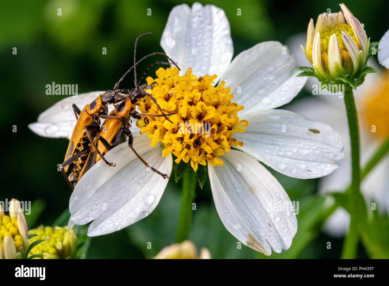 Goldenrod soldier beetles or Pennsylvania leatherwing beetles mating ...