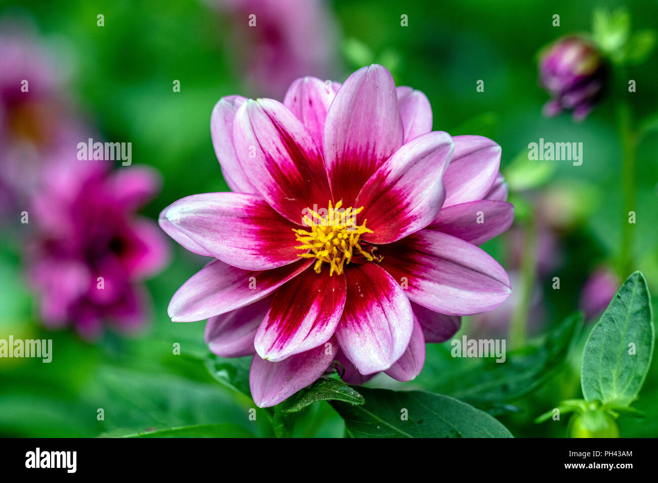 Dalaya Series Dahlia (Dahlia grandiflora 'Yogi') [Shallow Depth-of ...