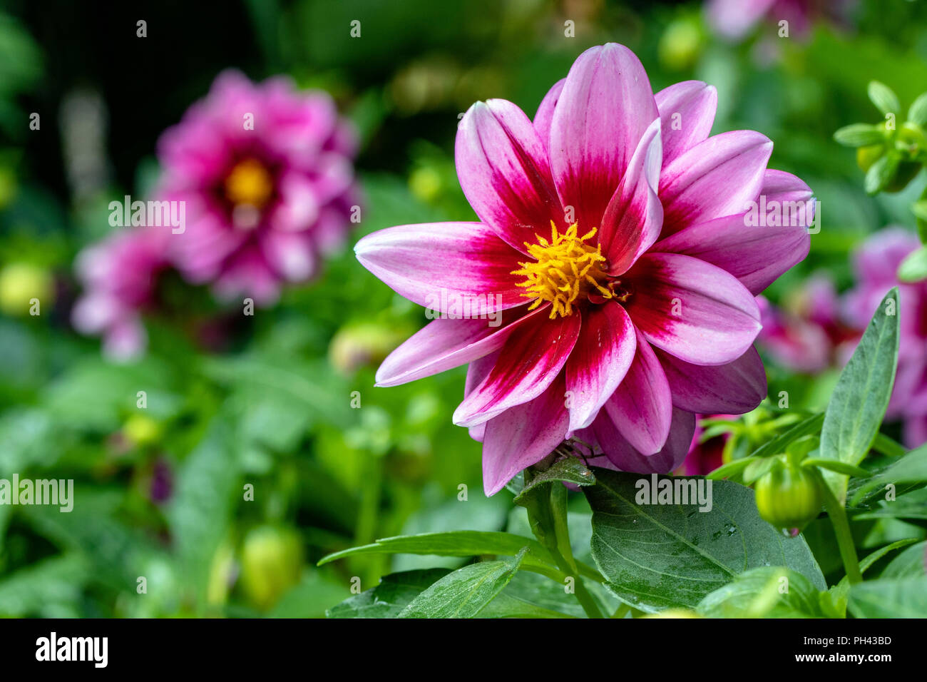 Dalaya Series Dahlia (Dahlia grandiflora 'Yogi') - North Carolina ...