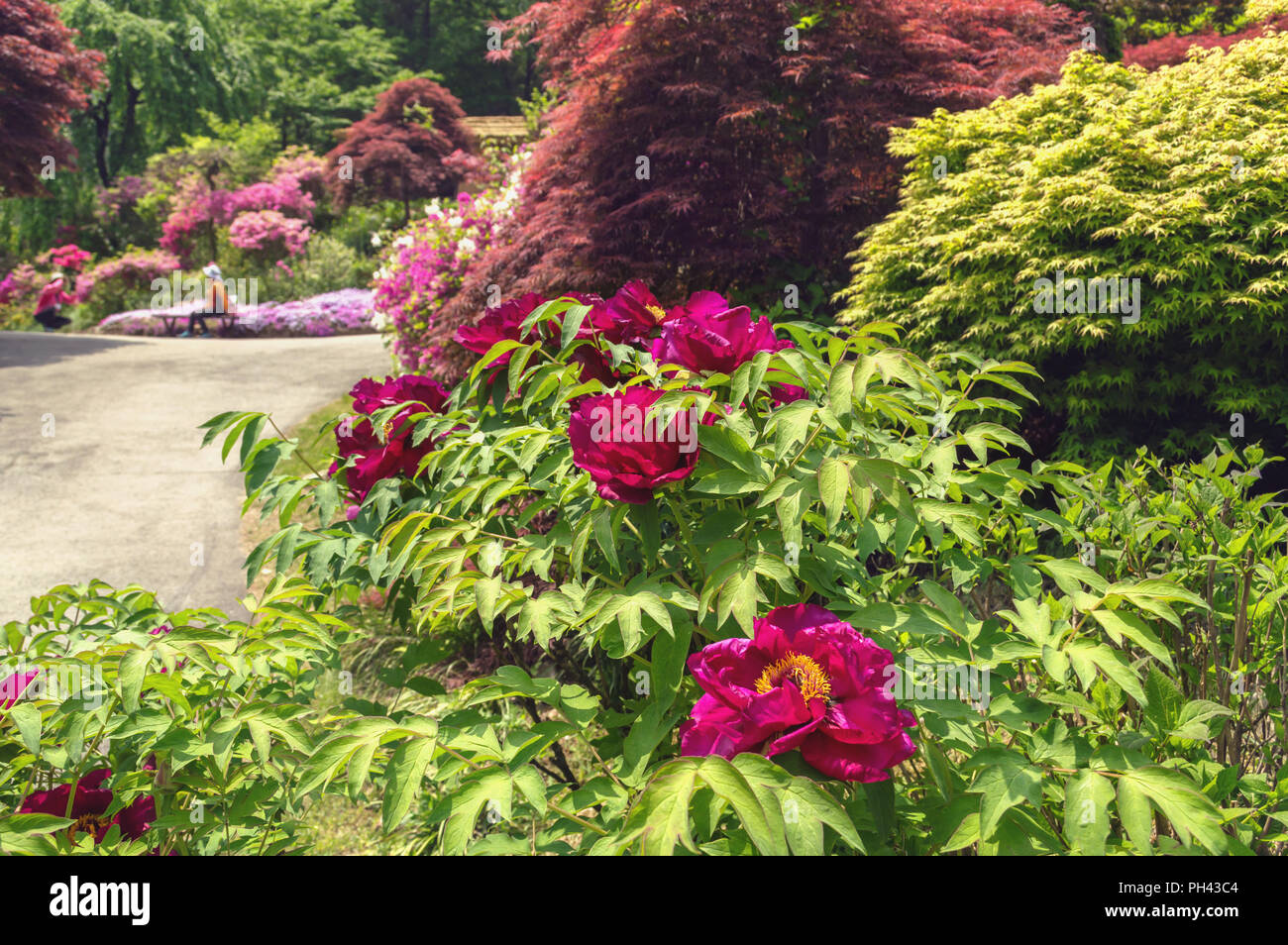 close up view of tree peony bush in korean garden with blurred ...
