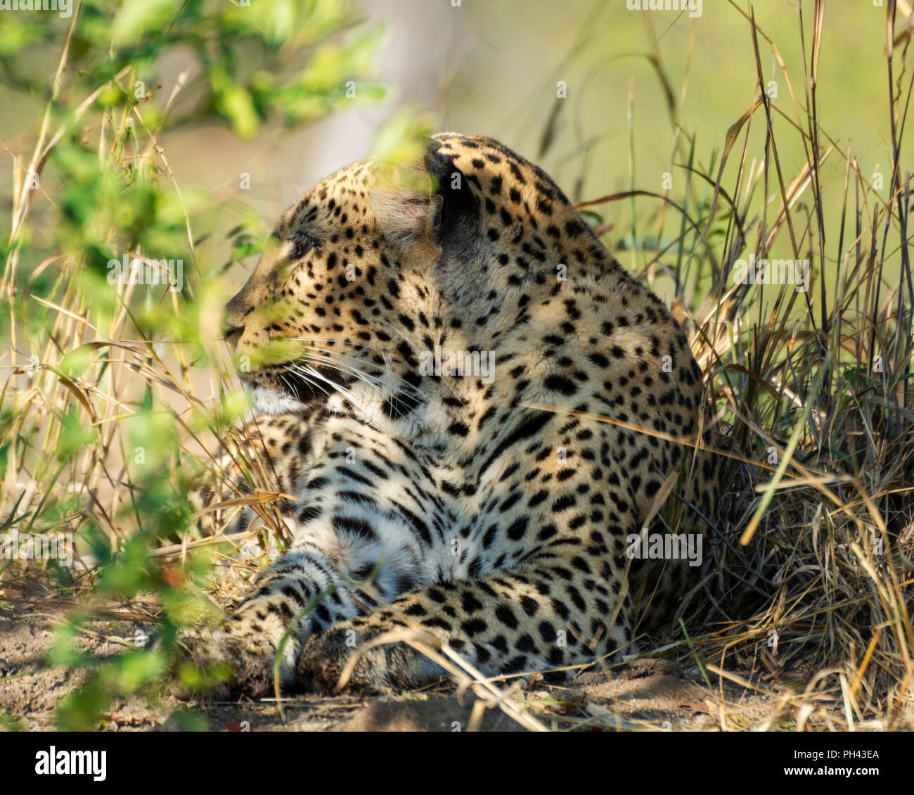 Little leopard hi-res stock photography and images - Alamy