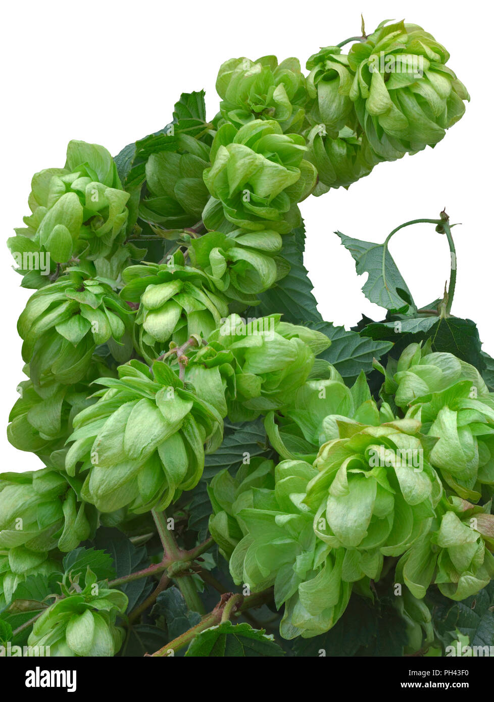 Wild Hop Cluster Bunch Cutout Stock Photo - Alamy