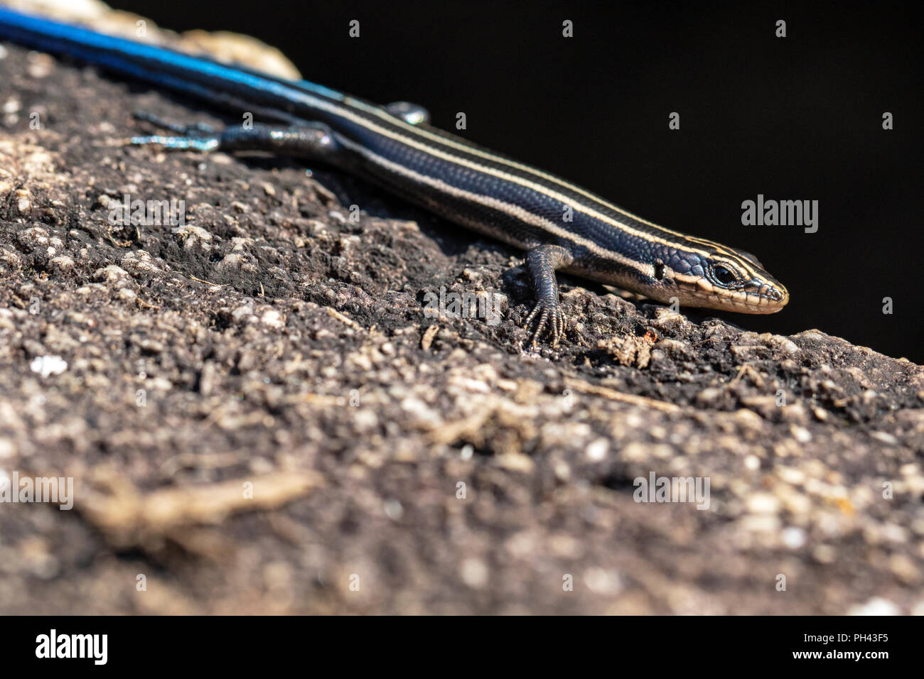 American skink hi-res stock photography and images - Alamy