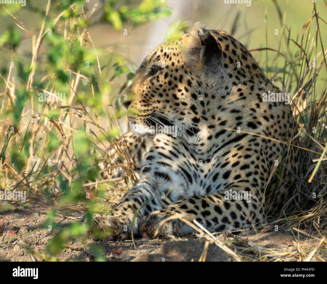 Little leopard hi-res stock photography and images - Alamy