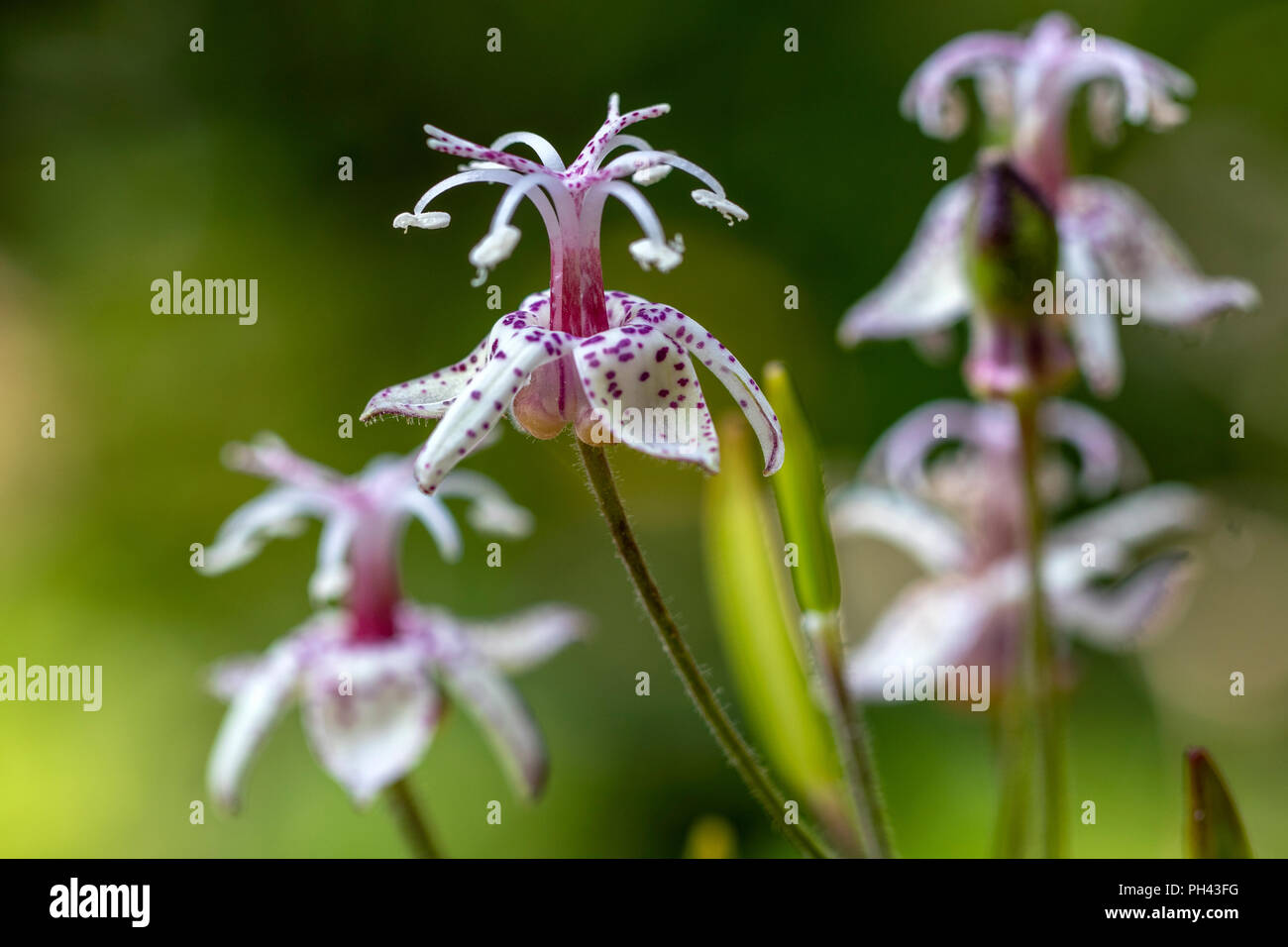 Spotted lily hi-res stock photography and images - Alamy