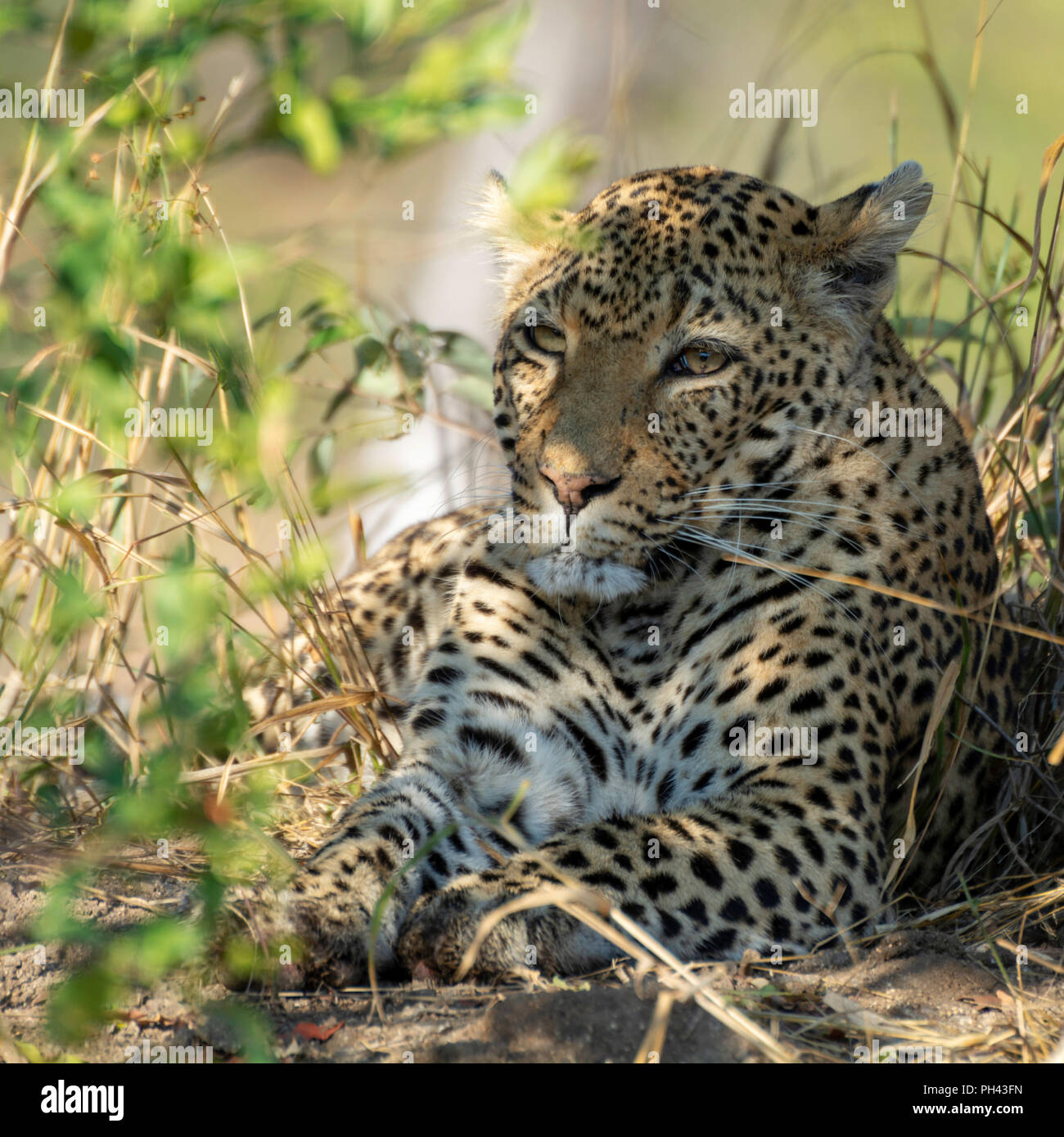 Leopard photographs hi-res stock photography and images - Alamy