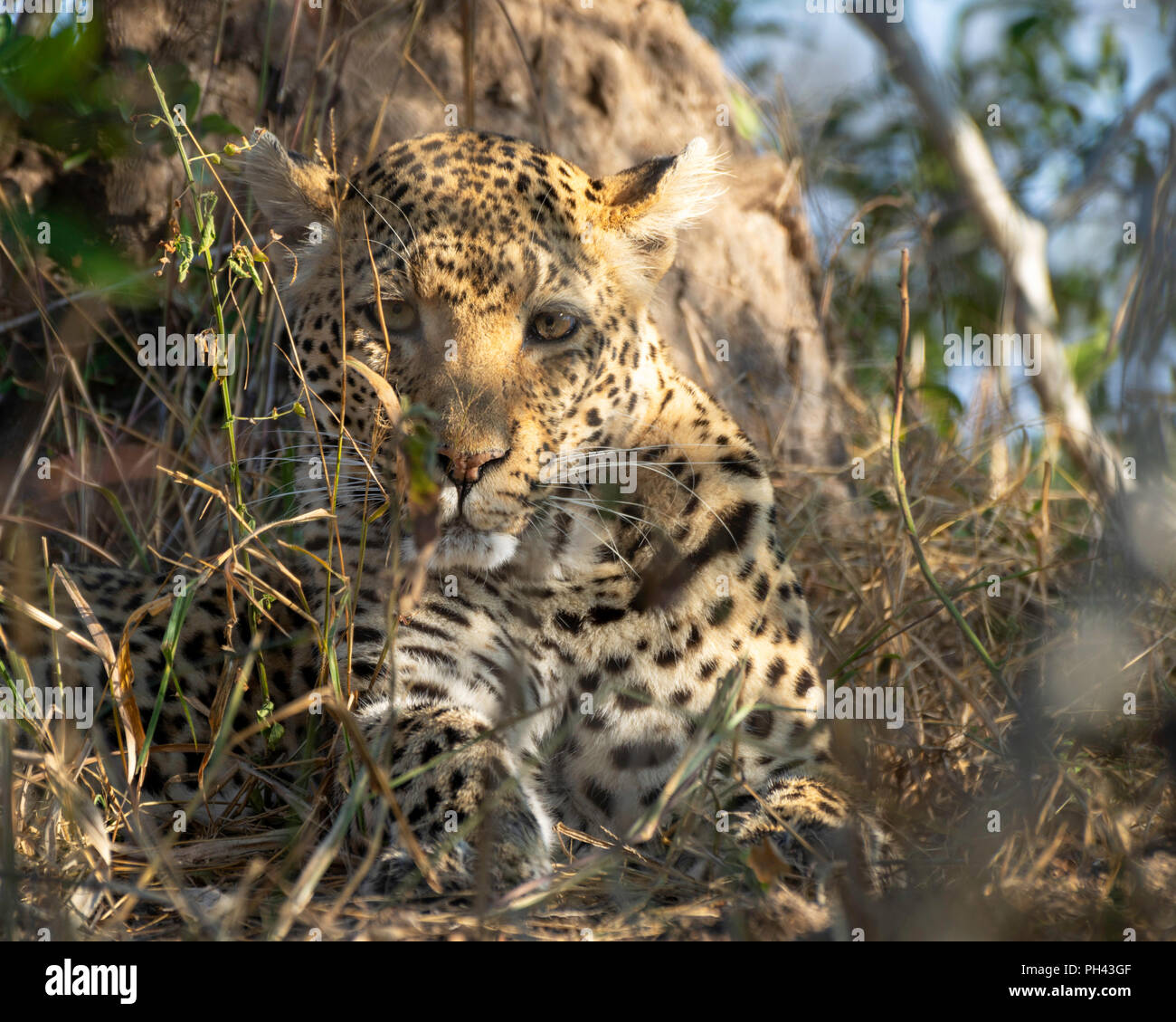 Little leopard hi-res stock photography and images - Alamy