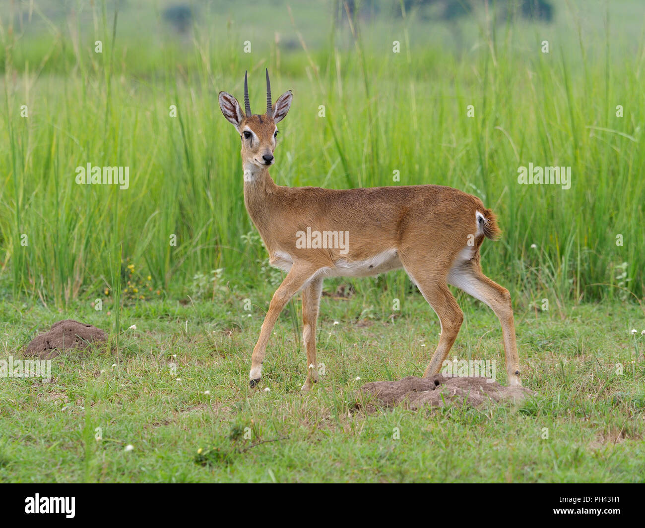 Oriba, Ourebia ourebi, Single mammal on grass, Uganda, August 2018 ...