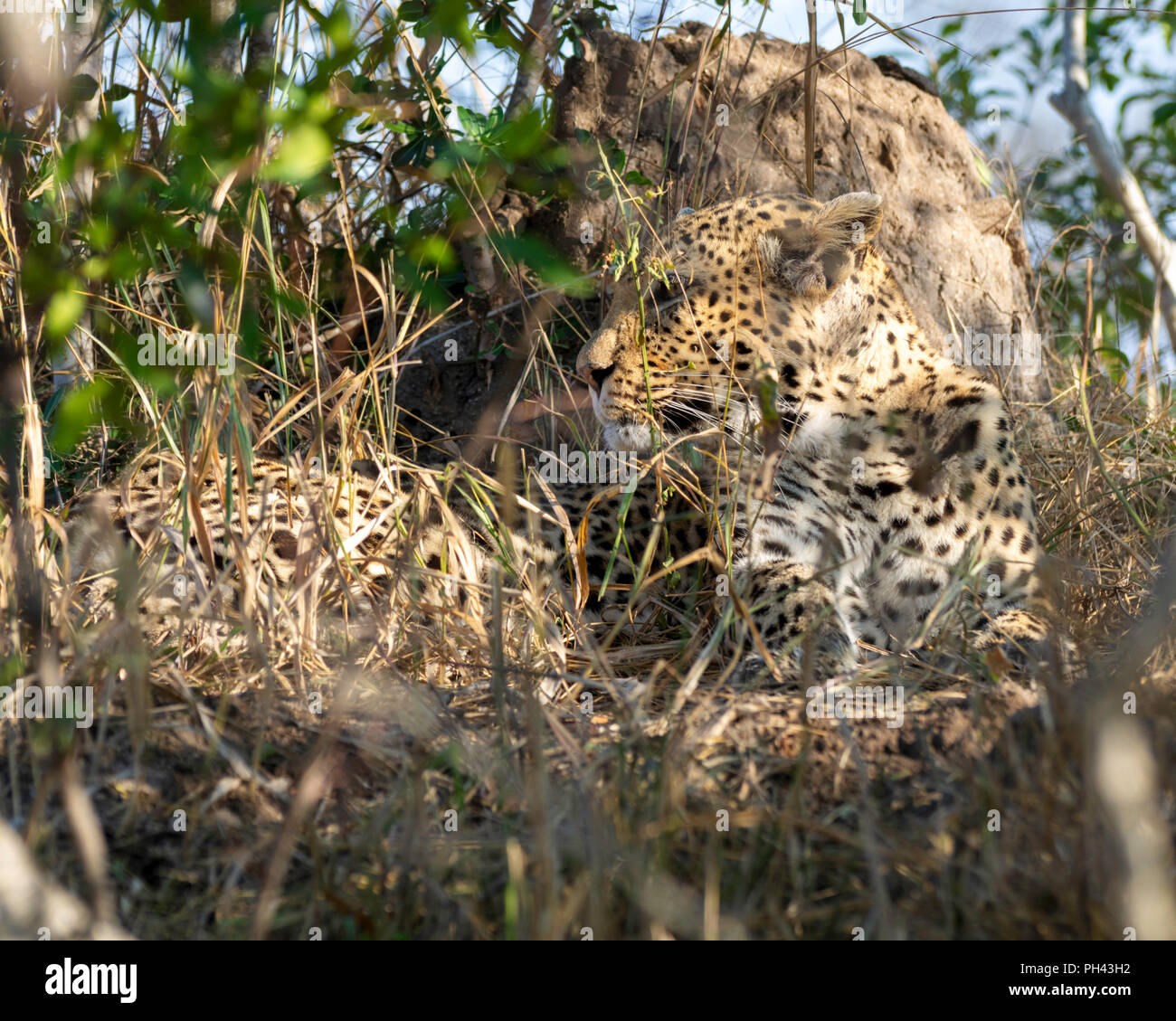 Little leopard hi-res stock photography and images - Alamy