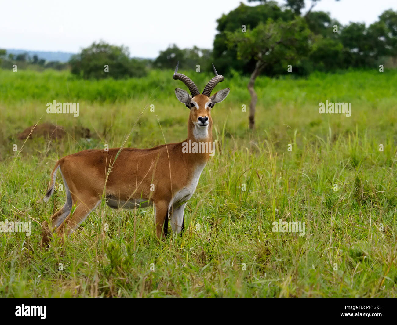 Uganda kob, Kobus kob thomasi, Single male on grass, Uganda, August ...