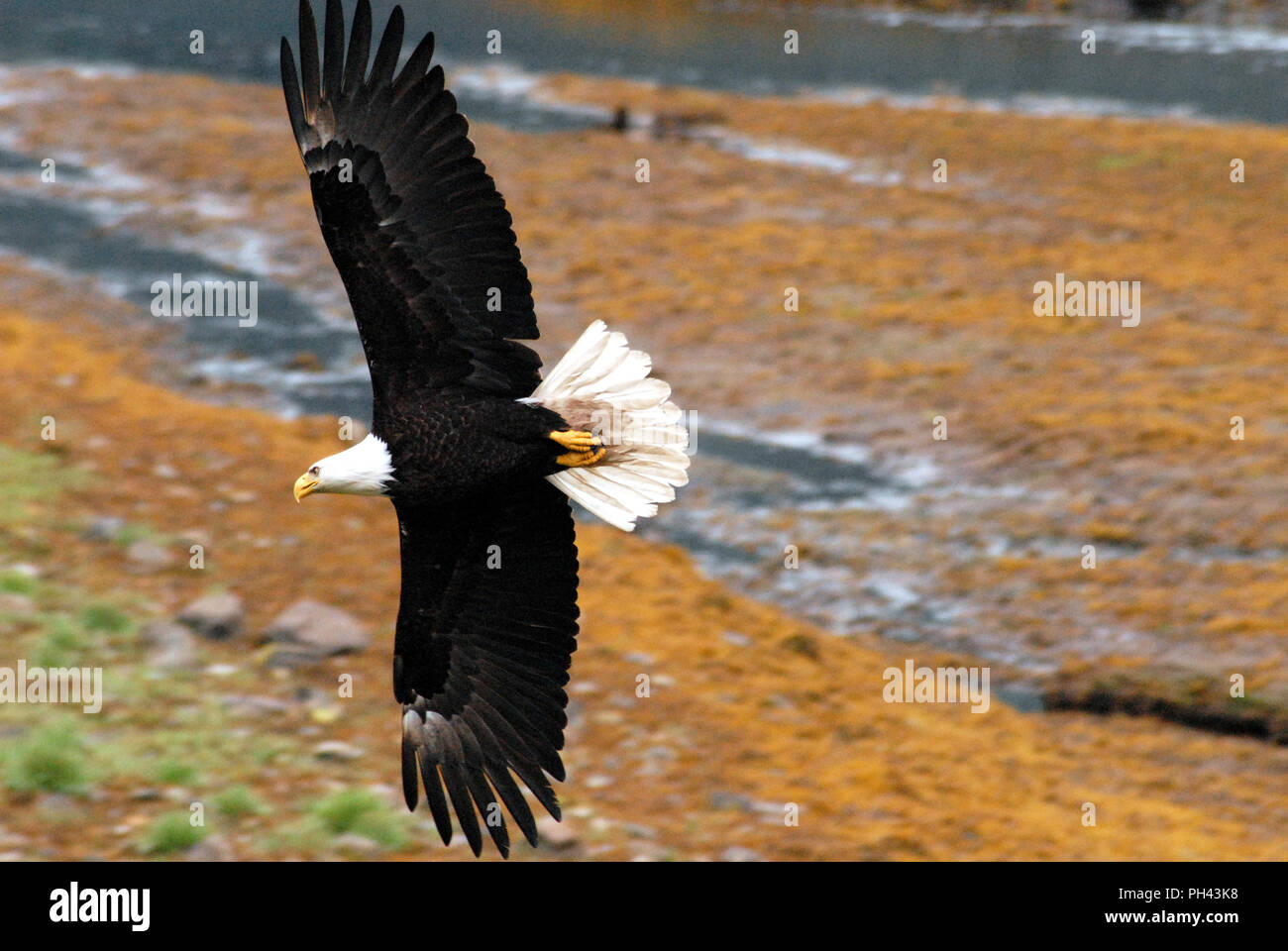 Juneau Alaska is a wonderful place to photograph Bald Eagles ...