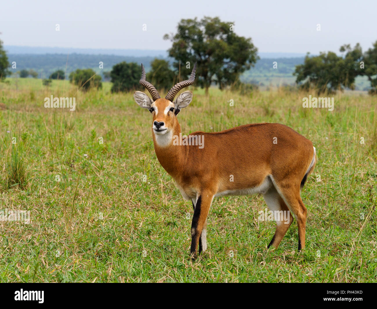 Kobus thomasi hi-res stock photography and images - Alamy