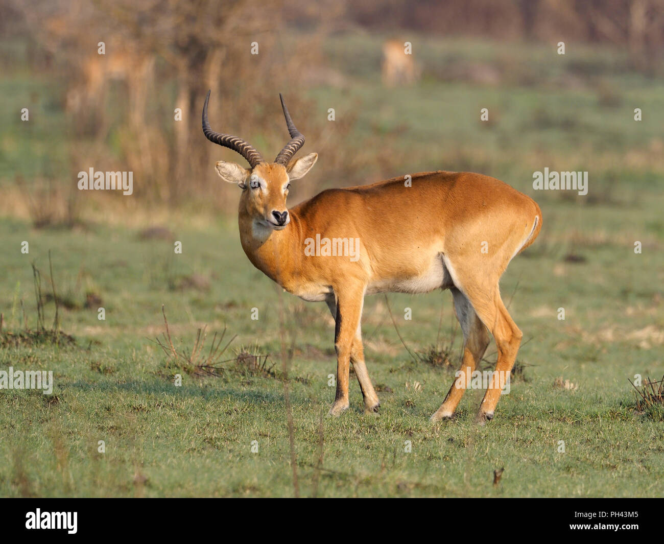 Uganda kob, Kobus kob thomasi, Single male on grass, Uganda, August 2018 Stock Photo - Alamy