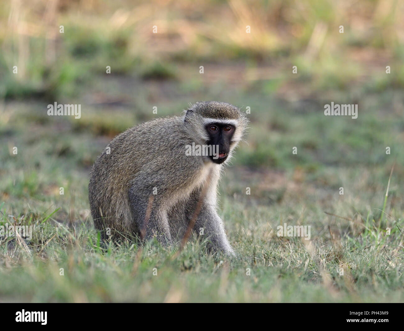 Vervet monkey, Chlorocebus pygerythrus, Single mammal on grass, Uganda ...