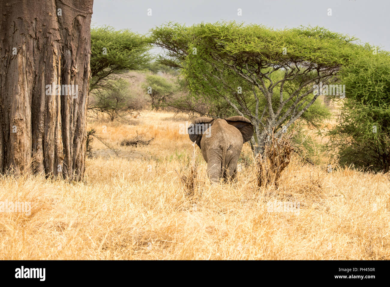 Baobob tree hi-res stock photography and images - Alamy