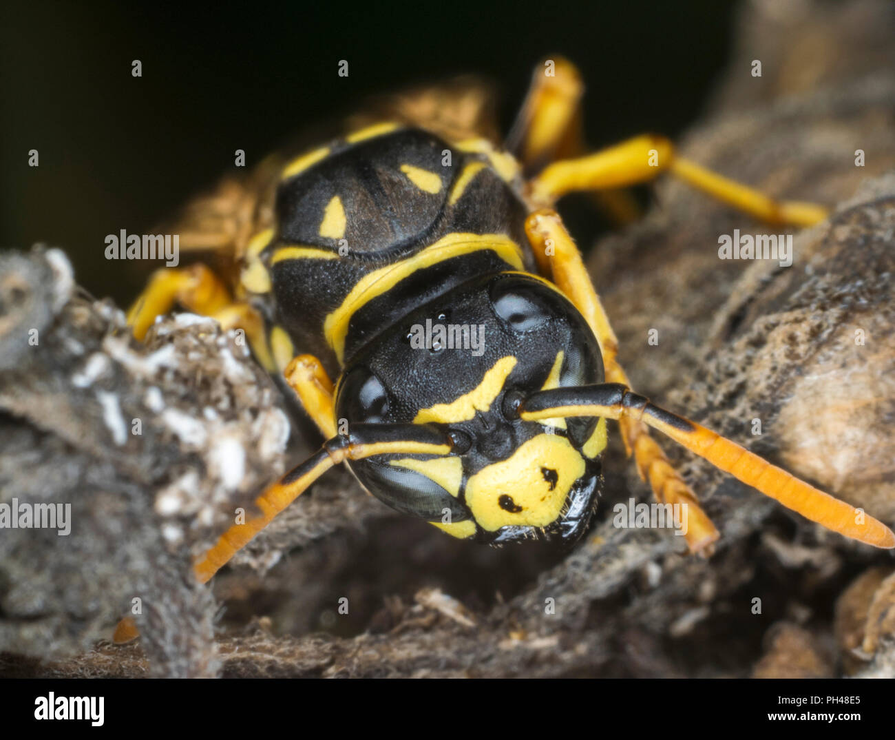 Head of wasp, close-up extreme Stock Photo - Alamy