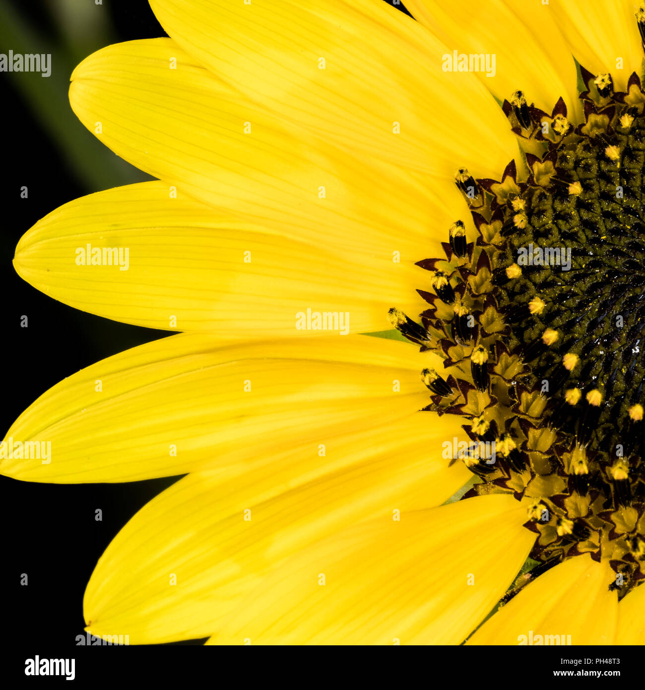 Sunflower, half-sun macro Stock Photo - Alamy