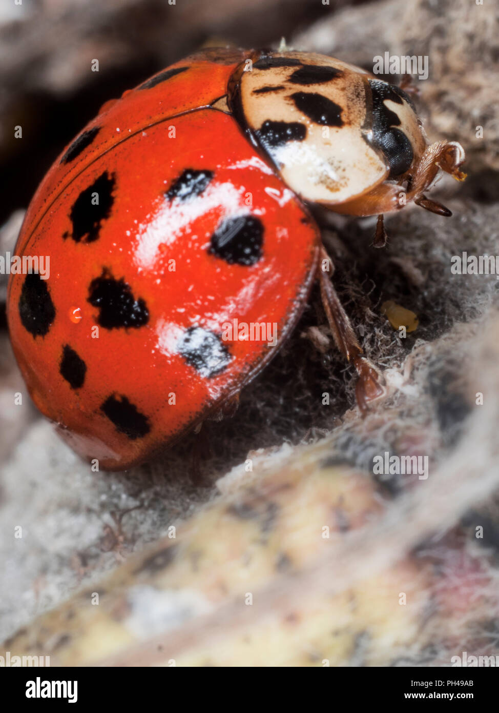 Hairy ladybug hi-res stock photography and images - Alamy