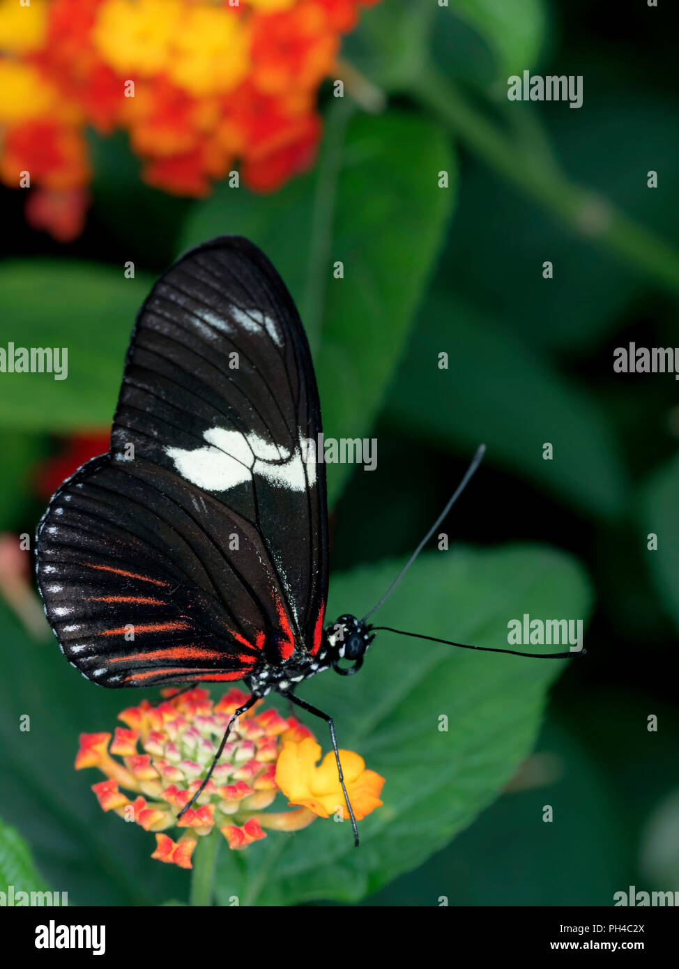 Black And Red Butterfly Identification