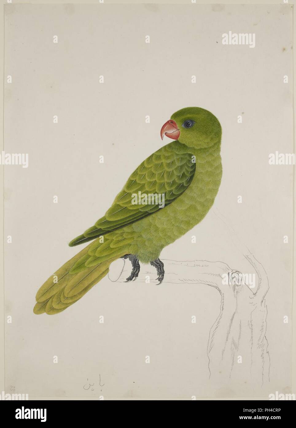 Blue backed parrot hi-res stock photography and images - Alamy