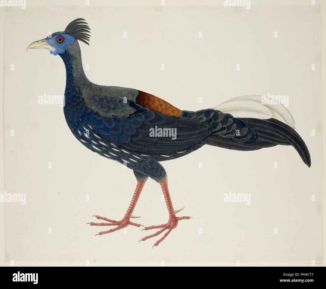 Crested fireback hi-res stock photography and images - Alamy