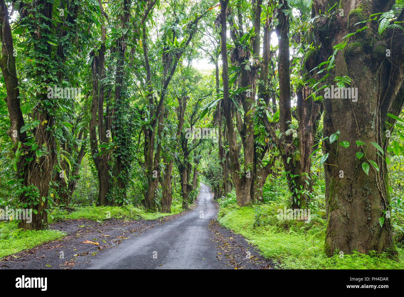 Dirt road in remote jungle in Big Island, Hawaii Stock Photo - Alamy