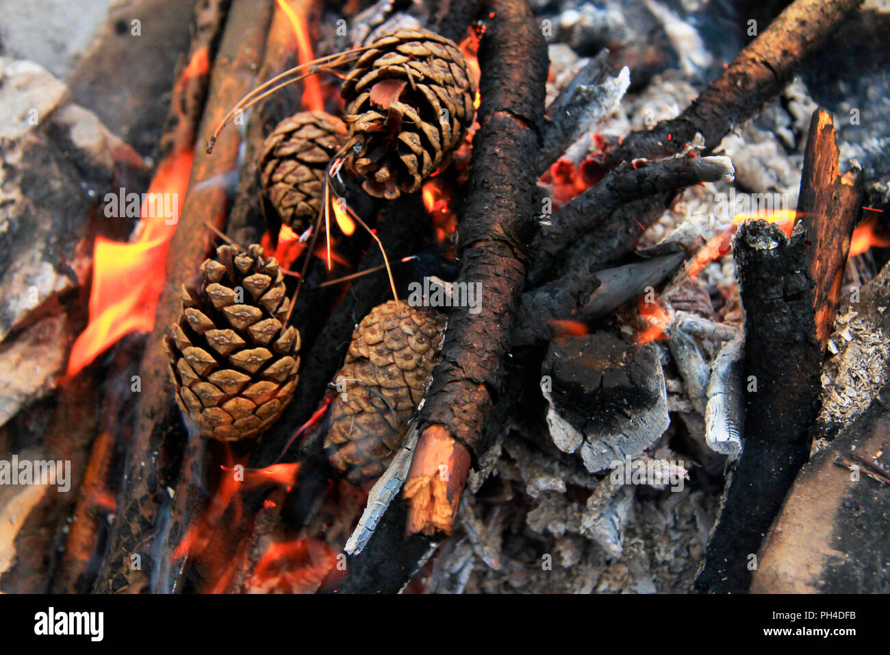 Bonfire in the forest ready for barbeque Stock Photo - Alamy
