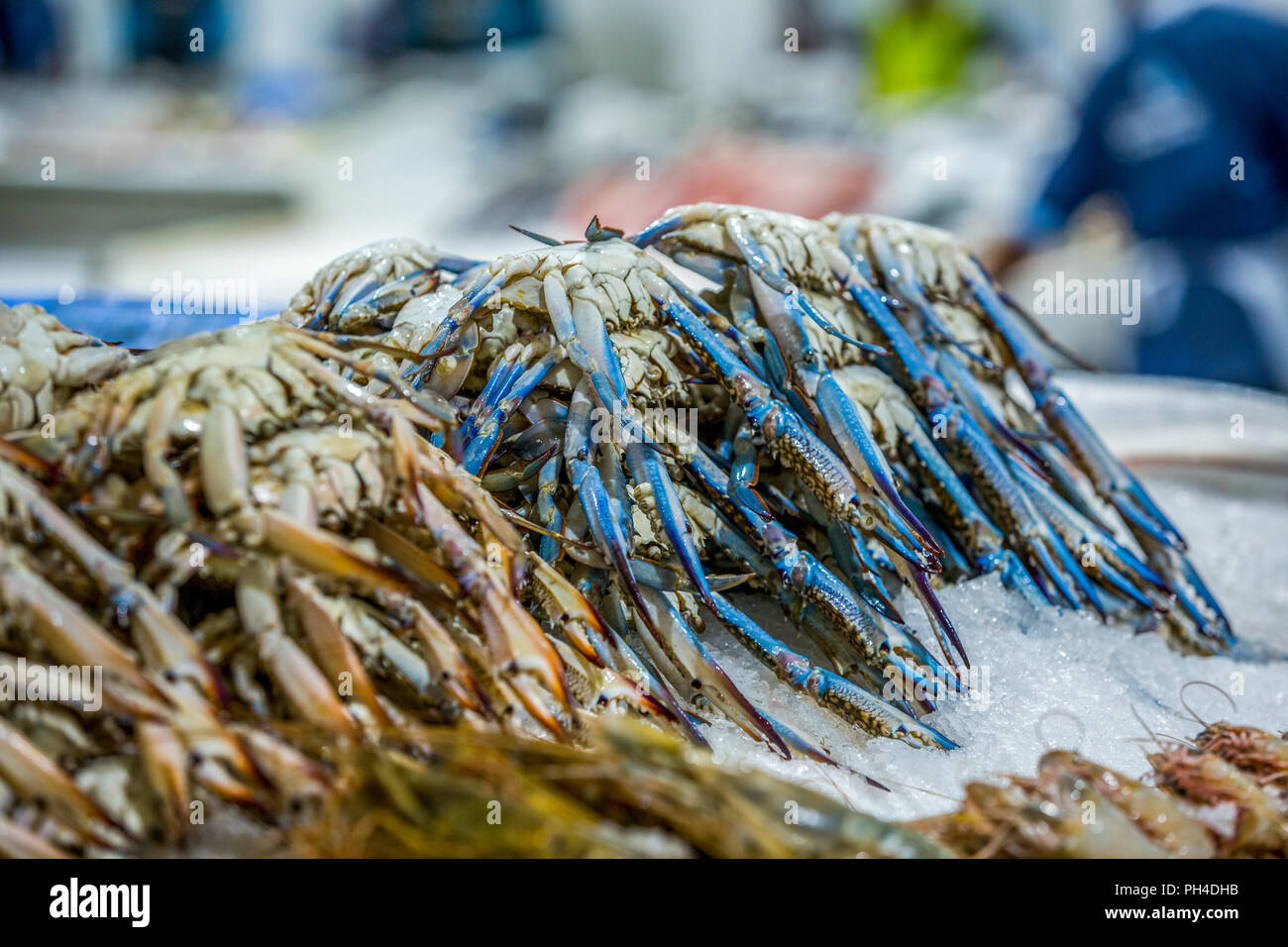 Blue crab at Dubai Fish Market Stock Photo - Alamy